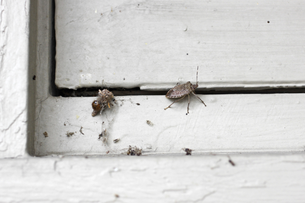 Stink bugs still pose problems | News, Sports, Jobs - The Vindicator